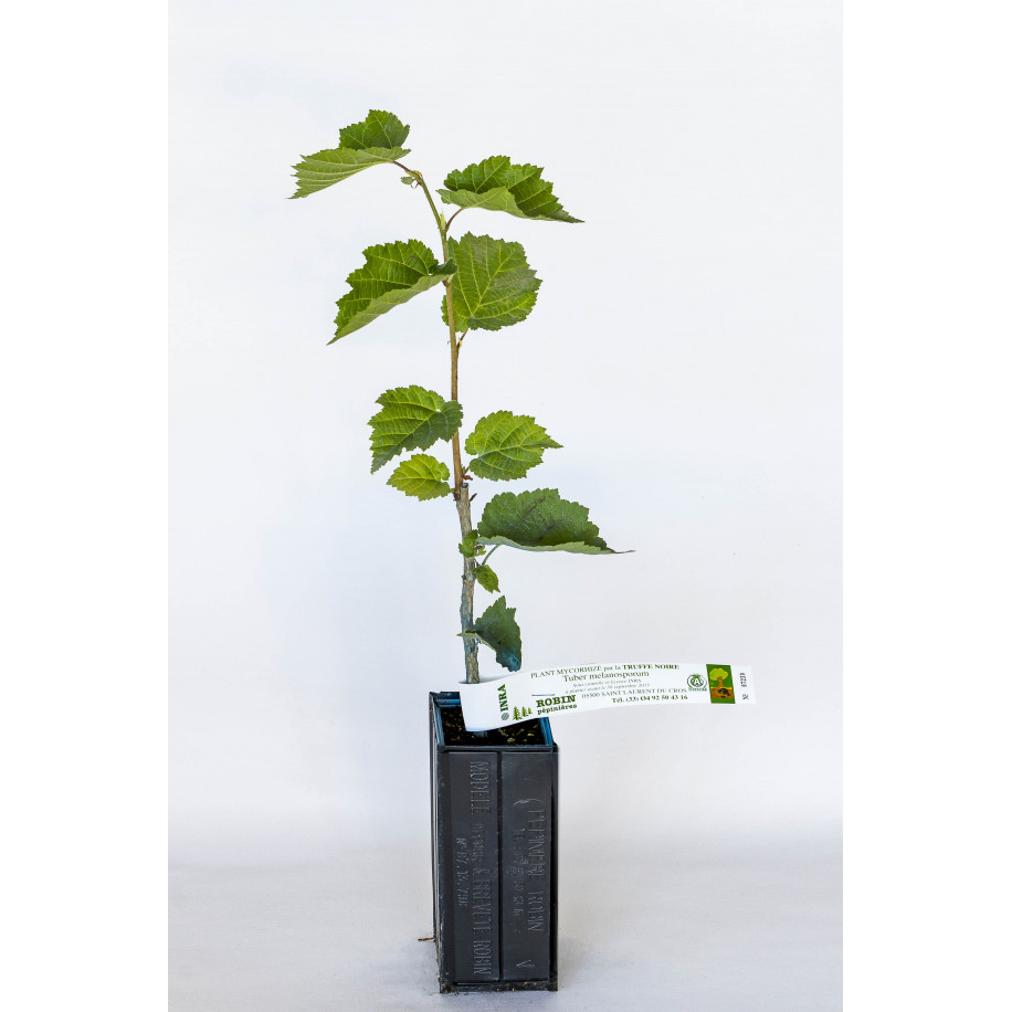 Noisetier Truffier Tuber Melanosporum Vente Noisetier