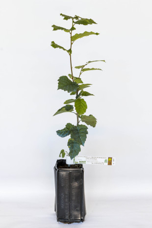 Noisetier truffier : Noisetier de Byzance mycorhizé truffe de Bourgogne