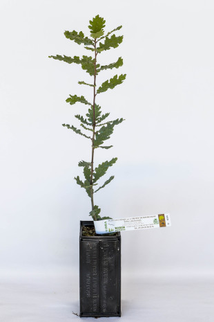 Roble trufado: Roble pubescente micorrizado con trufa de Borgoña