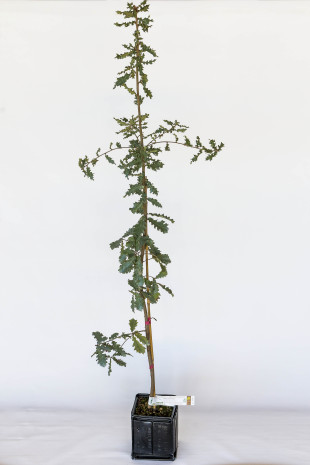 Chêne truffier : Chêne pubescent mycorhizé truffe de Bourgogne