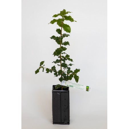 Chêne truffier : Chêne vert mycorhizé truffe noire du Périgord