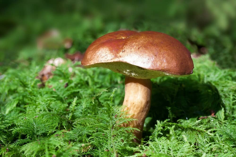 Tout savoir sur la culture des champignons (lactaires, bolets...)