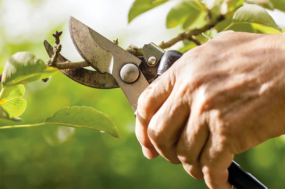 Truffle grower guide : How to succeed in your truffle orchard