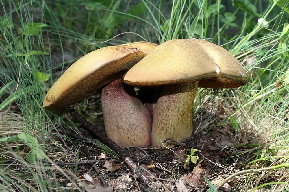 Tout savoir sur la culture des champignons (lactaires, bolets...)