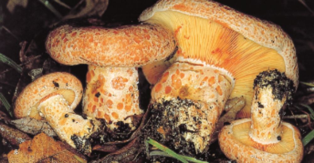 Chenes truffiers et plants truffiers français Robin Pépinières